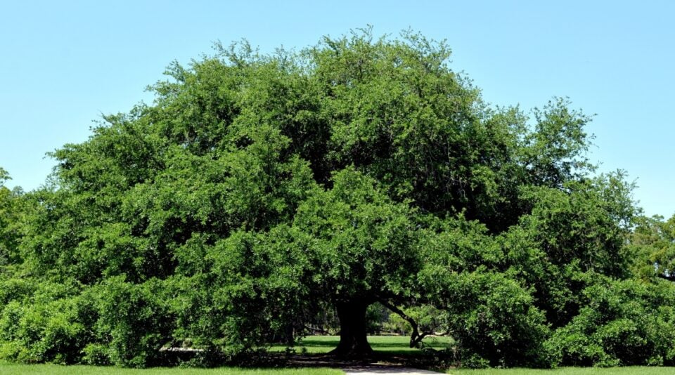 21 Oak Tree Varieties for Your Landscape