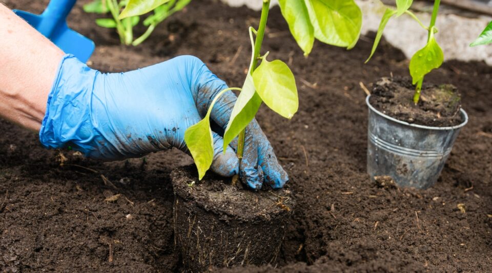 How to Plant, Grow, and Care for Jimmy Nardello Peppers