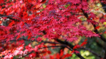 13 Best Fire-Resistant Trees for a Defensible Landscape