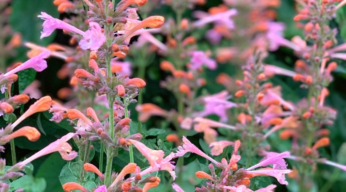 9 Best Varieties of Agastache (Hummingbird Mint) for Your Garden