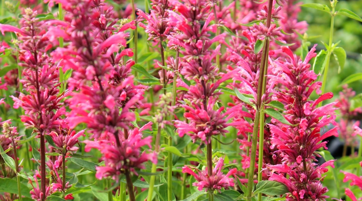 9 Best Varieties of Agastache (Hummingbird Mint) for Your Garden