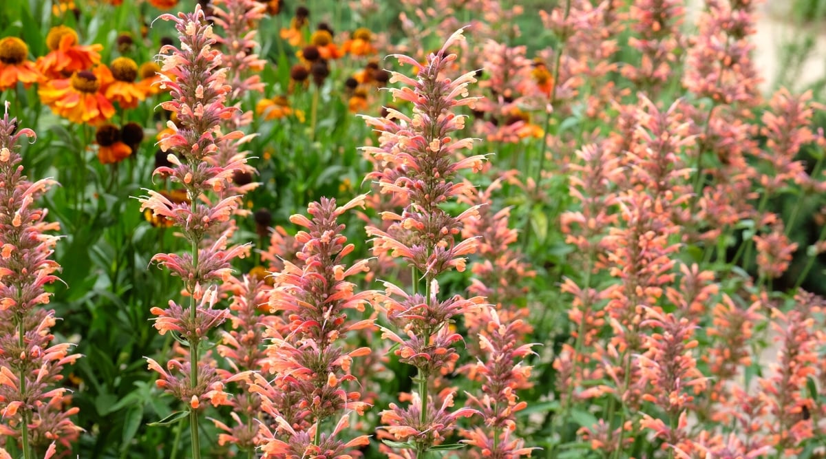 9 Best Varieties of Agastache (Hummingbird Mint) for Your Garden
