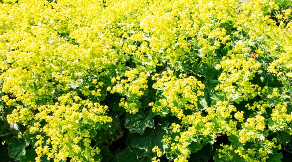 How to Plant, Grow, and Care for Lady's Mantle
