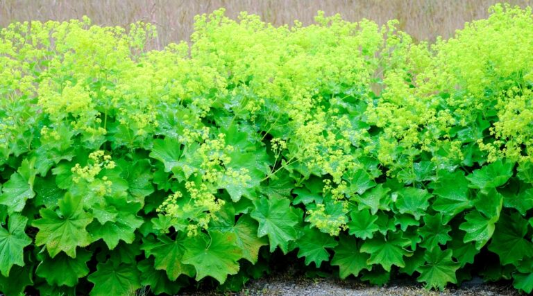 How to Plant, Grow, and Care for Lady's Mantle