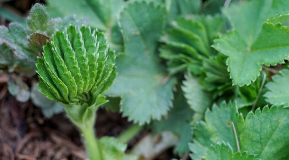 How to Plant, Grow, and Care for Lady's Mantle