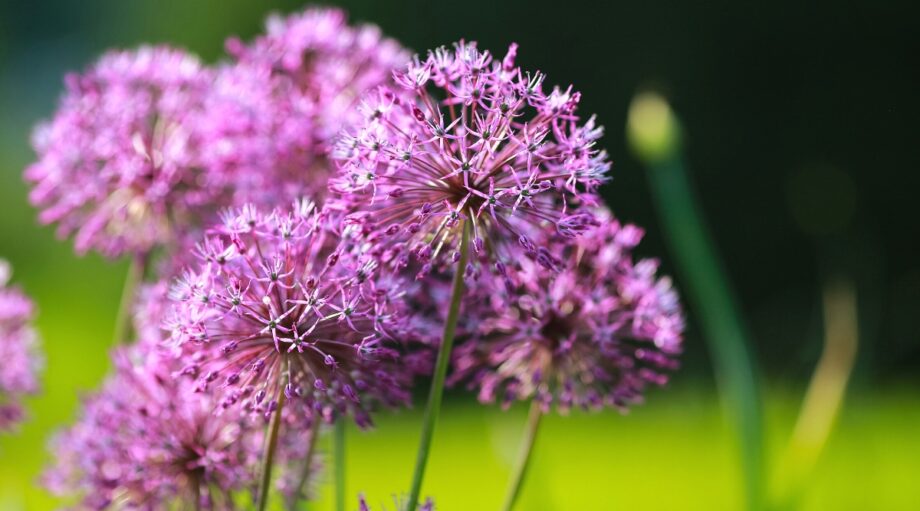 15 Longest Lasting Cut Flowers For Bouquets And Arrangements