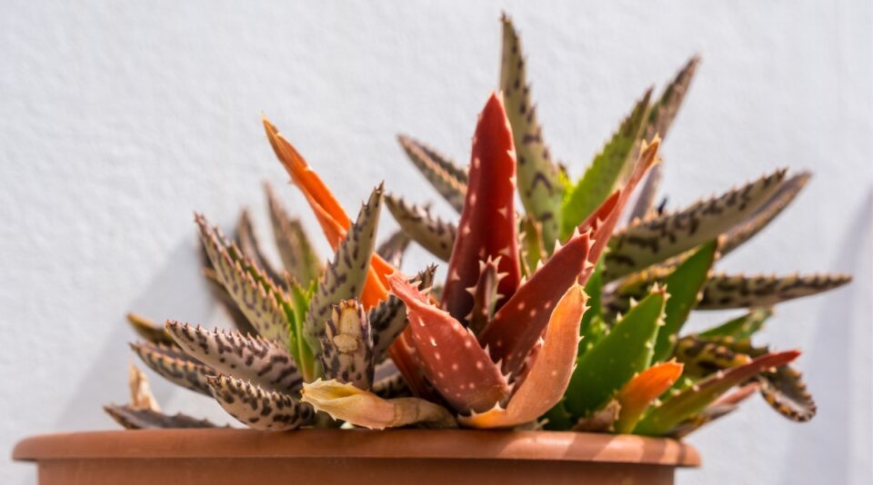 How to Plant, Grow, and Care for Variegated Tiger Aloe