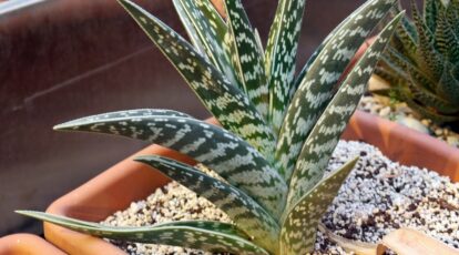 How to Plant, Grow, and Care for Variegated Tiger Aloe
