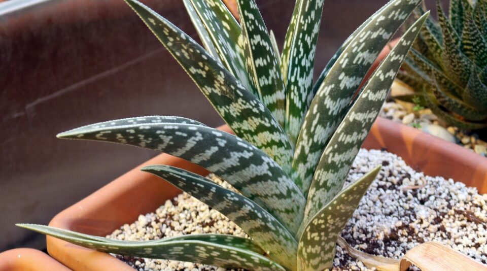 How to Plant, Grow, and Care for Variegated Tiger Aloe