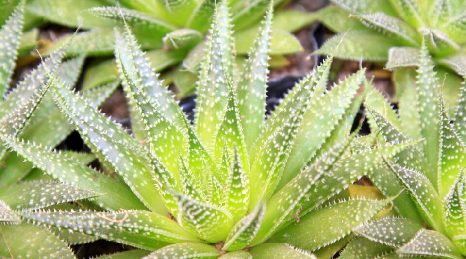 How to Plant, Grow, and Care for Minnie Belle Aloe