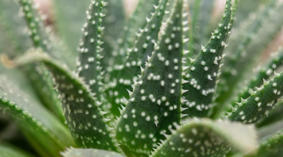 How to Plant, Grow, and Care for Minnie Belle Aloe