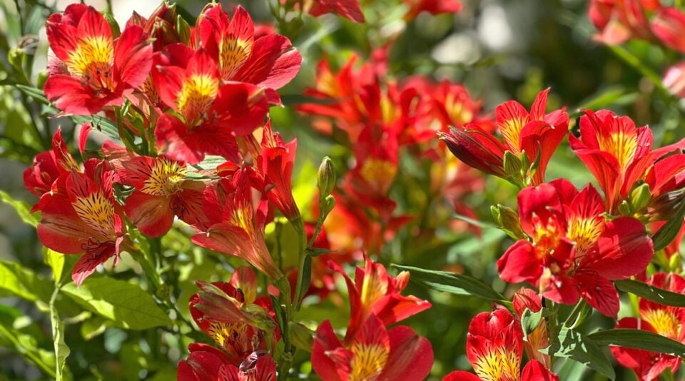 15 Longest-Lasting Cut Flowers for Bouquets and Arrangements