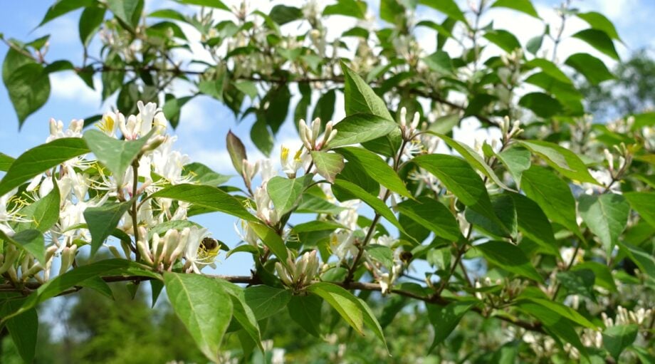 How to Get Rid of Invasive Honeysuckle