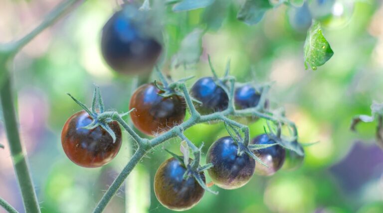 11 Ideas for a Spooky and Beautiful Goth Garden