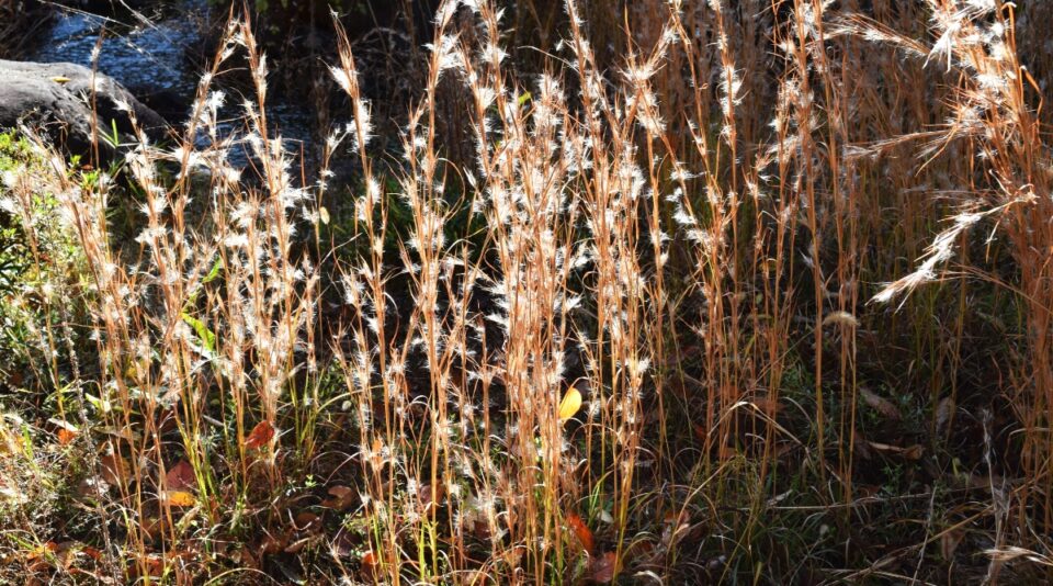 45 Ornamental Grasses Native to the United States