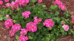 How to Plant, Grow, and Care for Hardy Geraniums