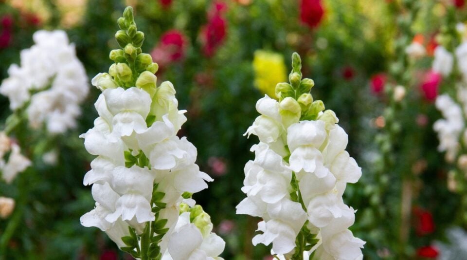 31 Best Flowers for Winter Sowing