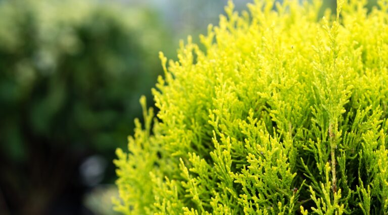 27 Best Evergreen Trees for Residential Landscapes
