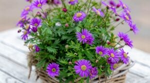 21 Beautiful Perennials for Pots and Containers