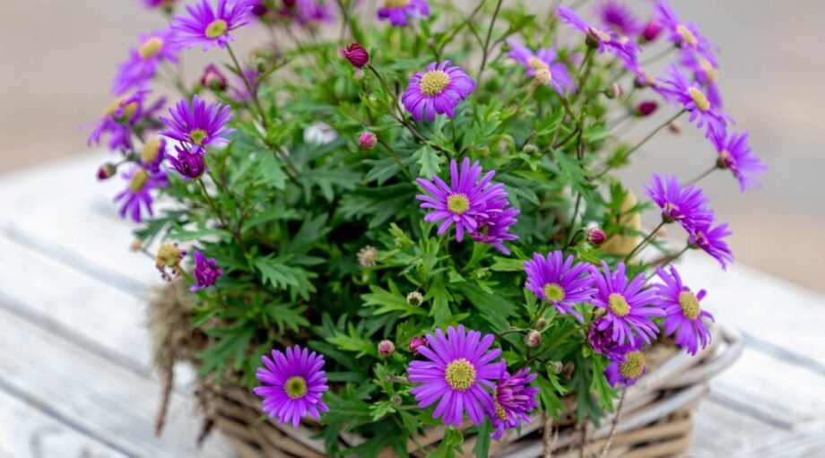 21 Best Perennials for Pots and Containers