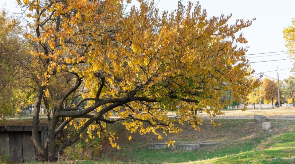 42 Hardwood Plants to Propagate in Winter