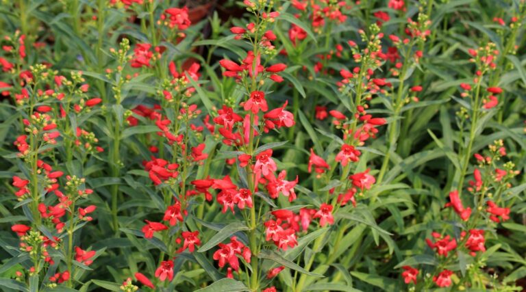21 Beautiful Penstemon Varieties for Your Garden