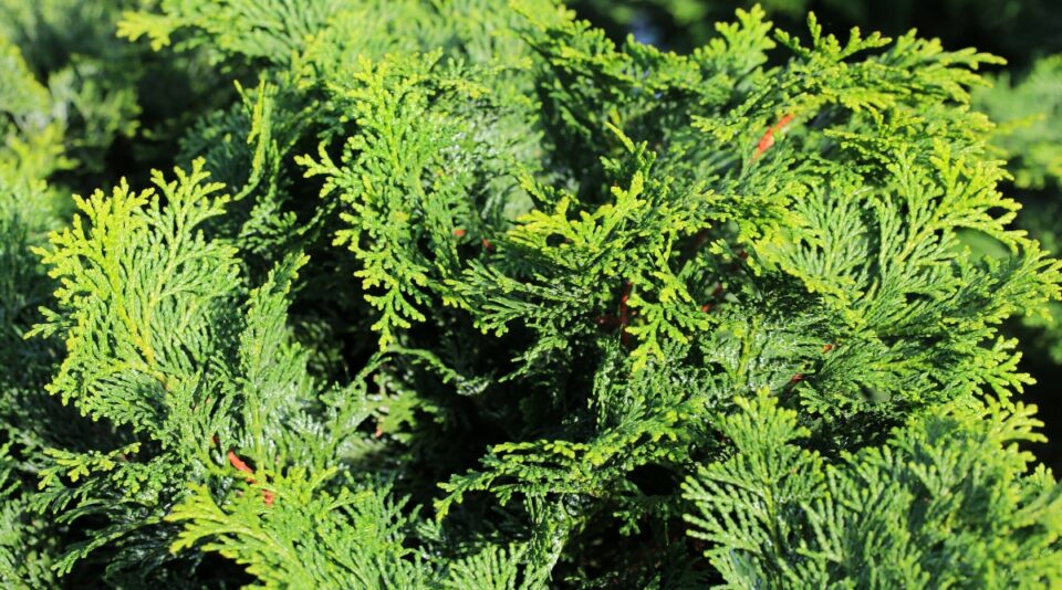 27 Best Evergreen Trees for Residential Landscapes