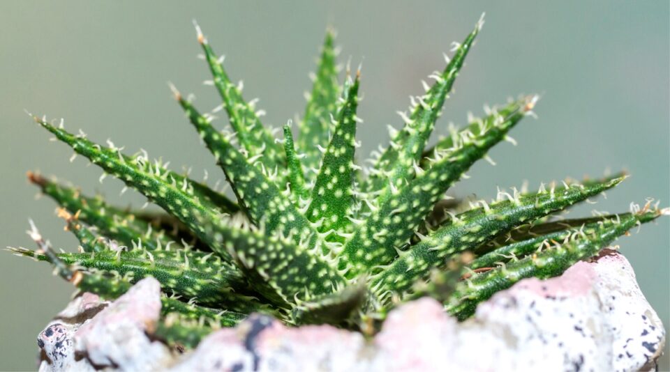 How to Plant, Grow, and Care for Minnie Belle Aloe