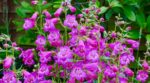 21 Beautiful Penstemon Varieties for Your Garden