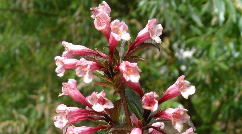 21 Beautiful Penstemon Varieties for Your Garden