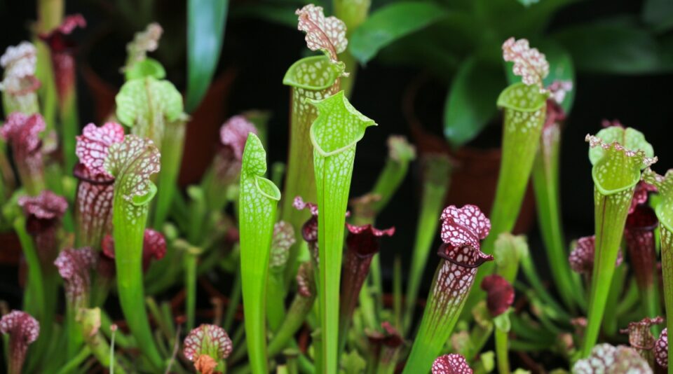21 Moody Houseplants for an Indoor Goth Garden