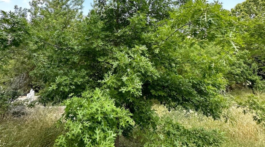 21 Oak Tree Varieties for Your Landscape