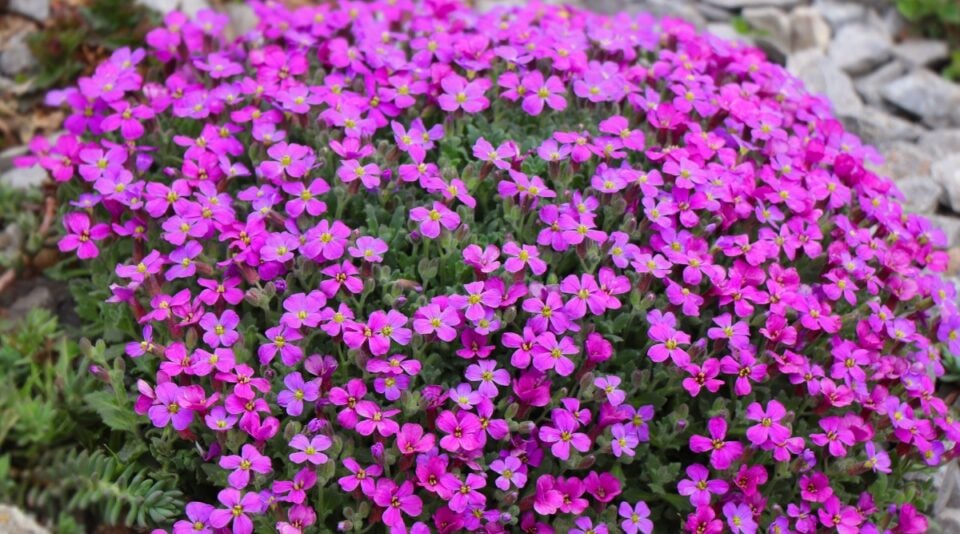 19 Best Trailing Plants for Rock Gardens