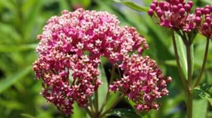 How to Plant, Grow, and Care for Swamp Milkweed