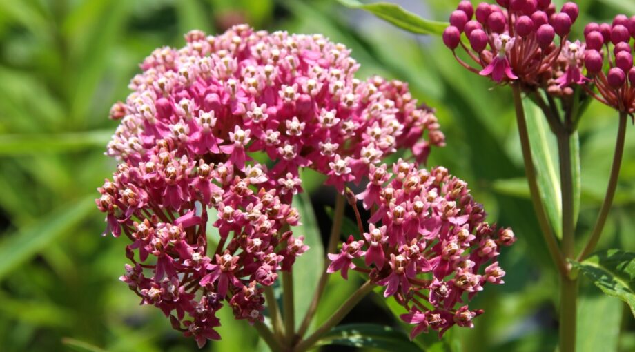 How to Plant, Grow, and Care for Swamp Milkweed