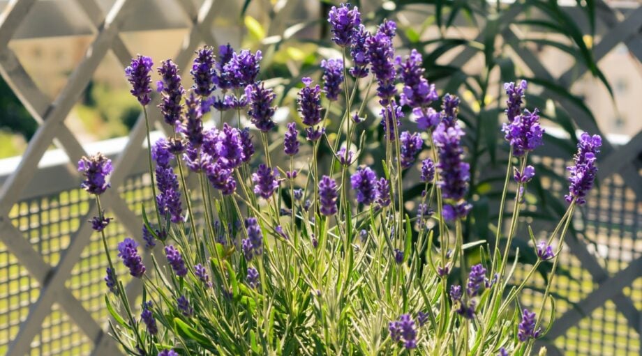 21 Perennial Flowers for Your Balcony Garden