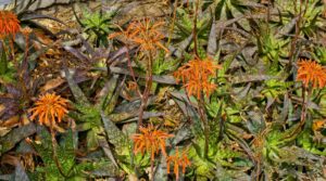 How to Plant, Grow, and Care for Variegated Tiger Aloe