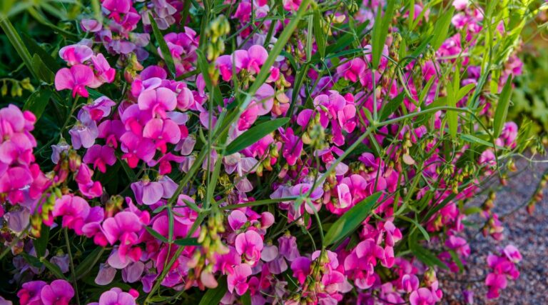 15 Perfect Plants for Hiding Unsightly Areas in the Garden