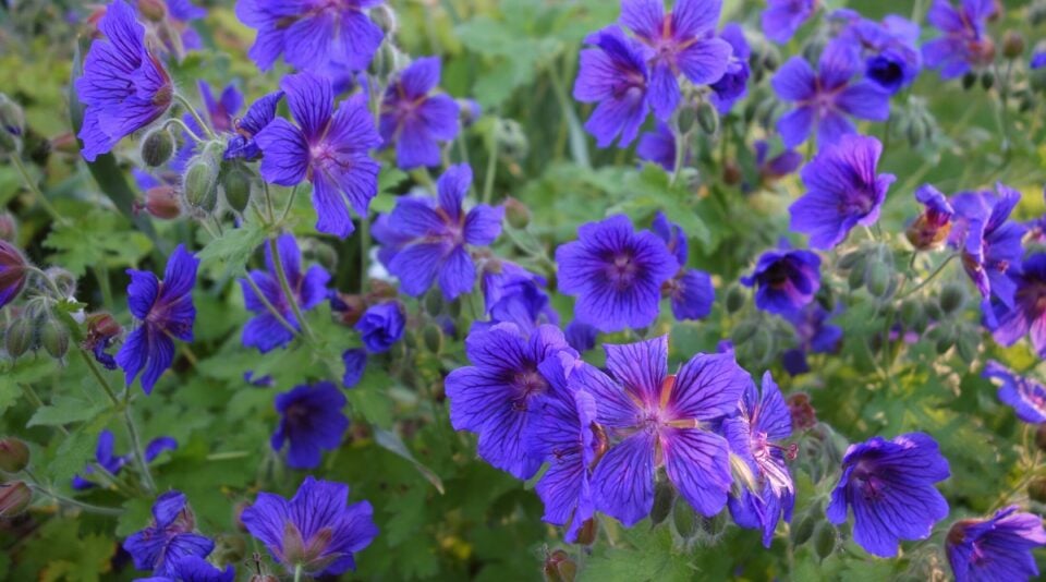 How to Plant, Grow, and Care for Hardy Geraniums