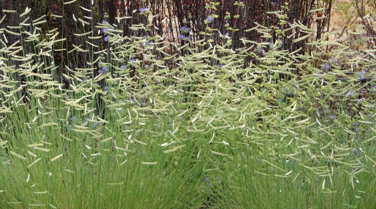 45 Ornamental Grasses Native to the United States