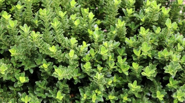 27 Varieties of Boxwood for Your Garden