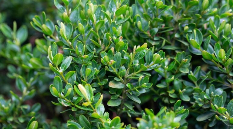 27 Varieties of Boxwood for Your Garden