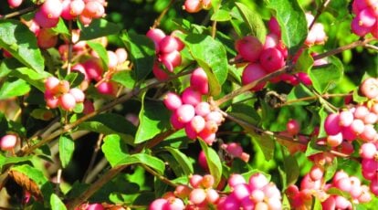 How to Plant, Grow, and Care for Coralberry Shrubs