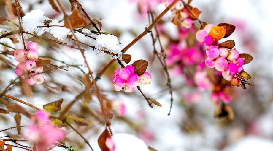 How to Plant, Grow, and Care for Snowberry Bushes