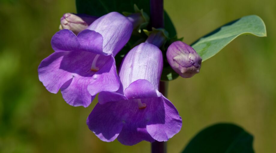 21 Beautiful Penstemon Varieties for Your Garden
