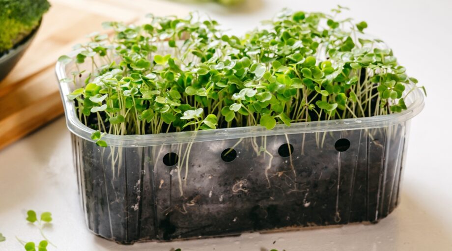 19 Best Seeds To Start Indoors in Winter