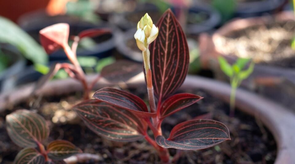 How to Plant, Grow, and Care for Ludisia Orchids