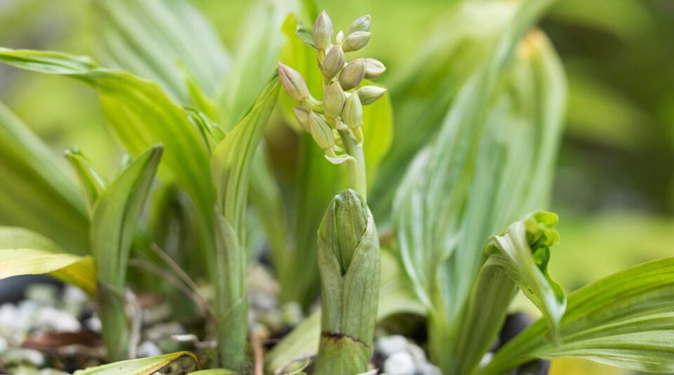 How to Plant, Grow, and Care for Calanthe Orchids