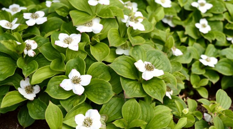 17 Beautiful Ground Covers for Shade