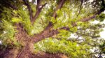 21 Oak Tree Varieties for Your Landscape